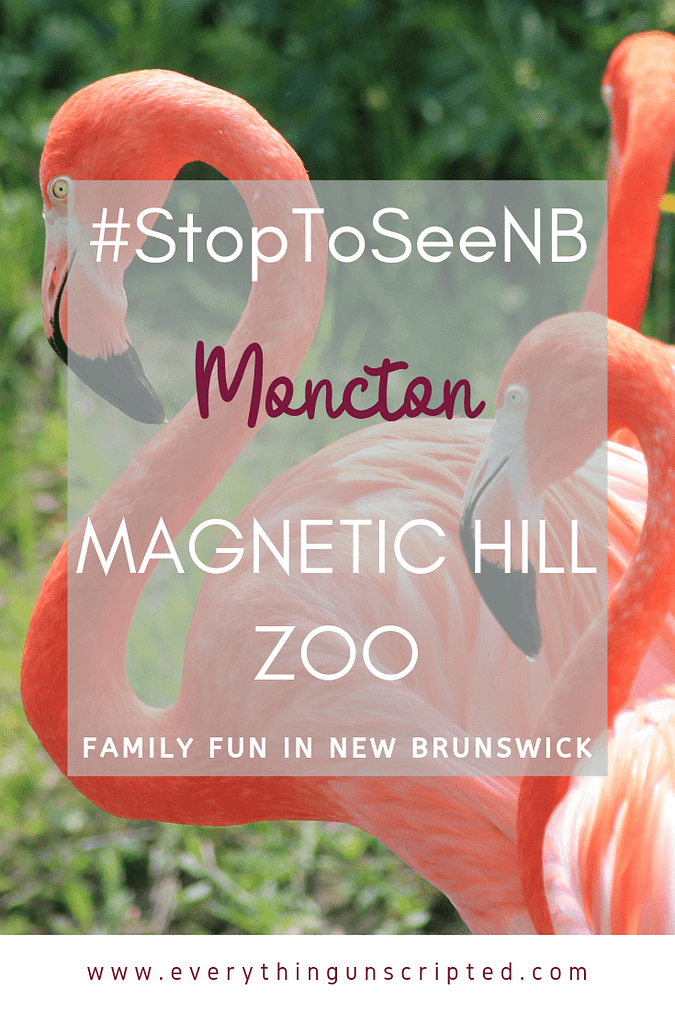 Magnetic Hill Zoo - Moncton, New Brunswick - Family Fun In NB