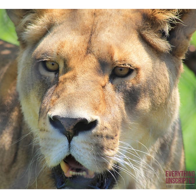Magnetic Hill Zoo - Moncton, New Brunswick - Family Fun In NB